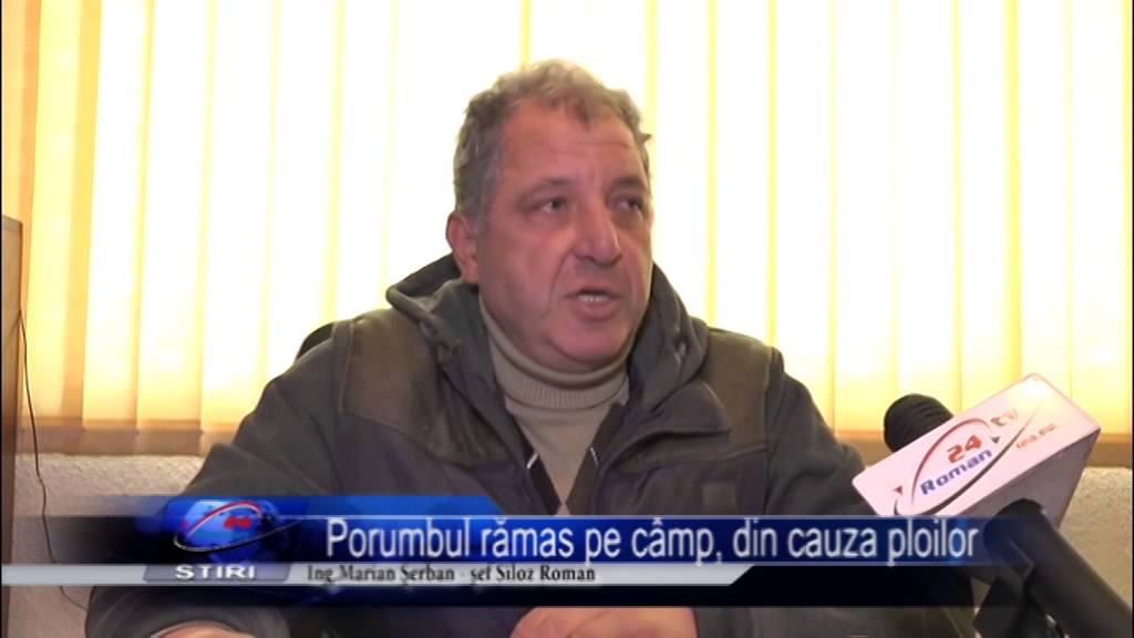 roman24 | Porumb ramas pe camp din cauza ploilor